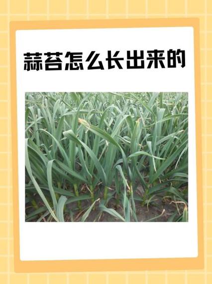 蒜苔生长过程图片图标