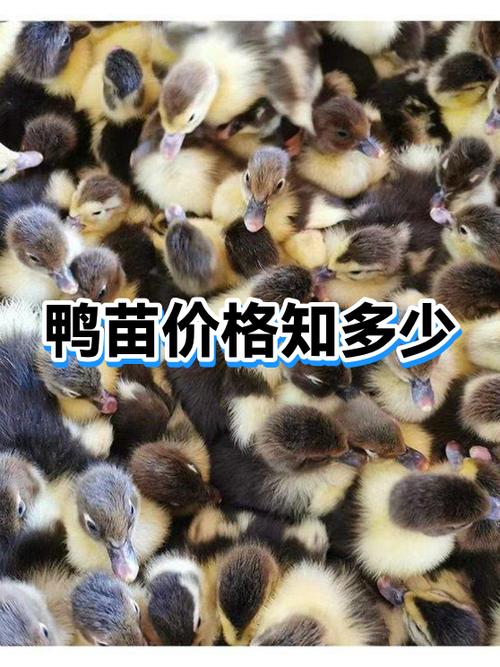 鸭苗批发价多少钱一只图标