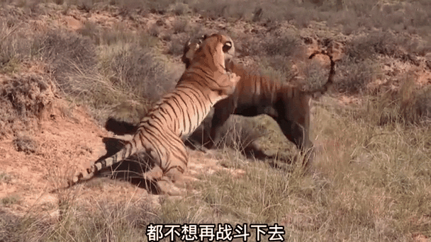 两只老虎结局没看懂截图