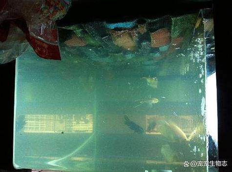 下过滤鱼缸水浑浊怎样快速解决图标