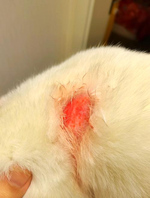 猫咪身上长了很多结痂的小疙瘩截图