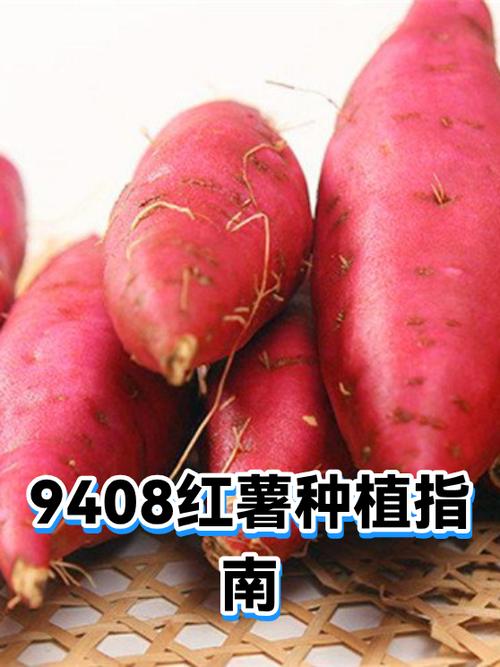 9408红薯淀粉粘度图标