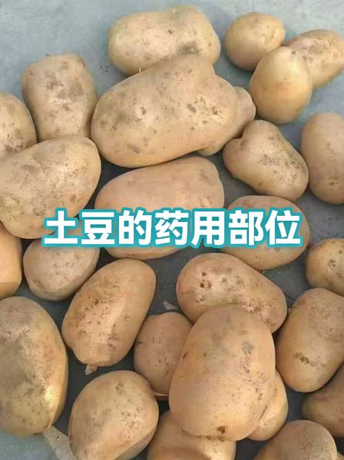 番茄超人土豆用法图标