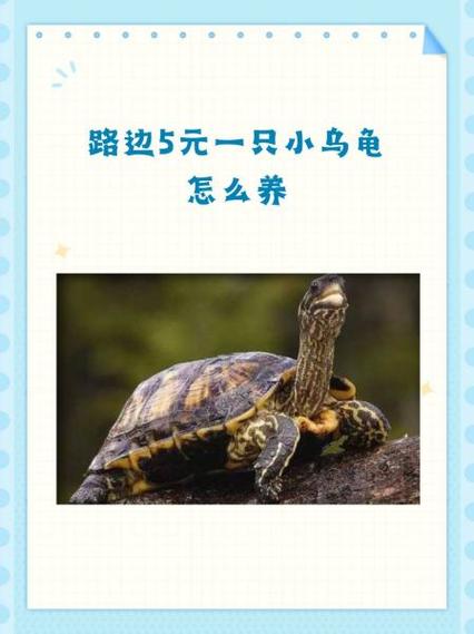 5元小乌龟冬天怎么养图标