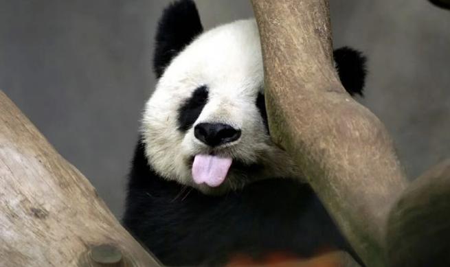 熊猫头甩舌头的表情包图标