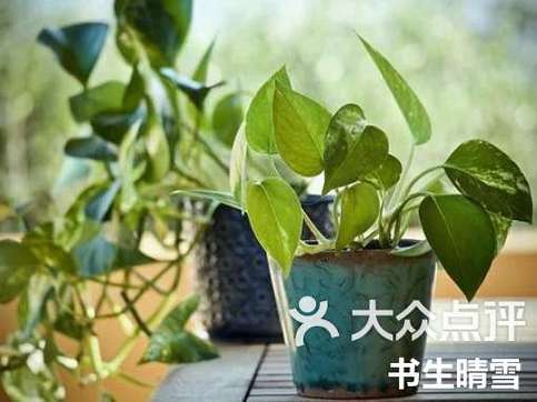 绿萝网app图标