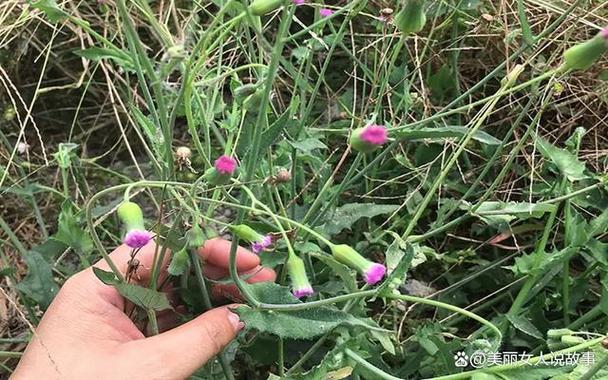 一点红图片大全大图图标