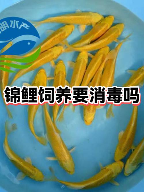 锦鲤益生菌用好还是不用图标