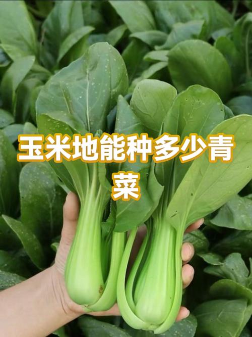 500g青菜多少卡路里图标