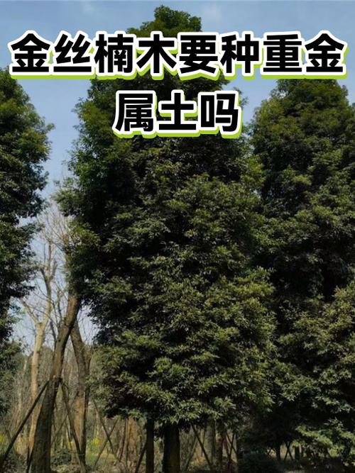 金丝楠木是轻的好还是重的好图标
