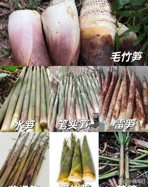 竹笋几月份的最好吃图标