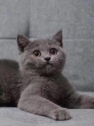 蓝猫分期截图