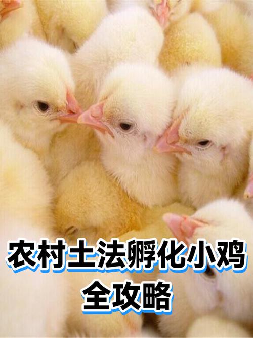 农村孵小鸡的土方法图标
