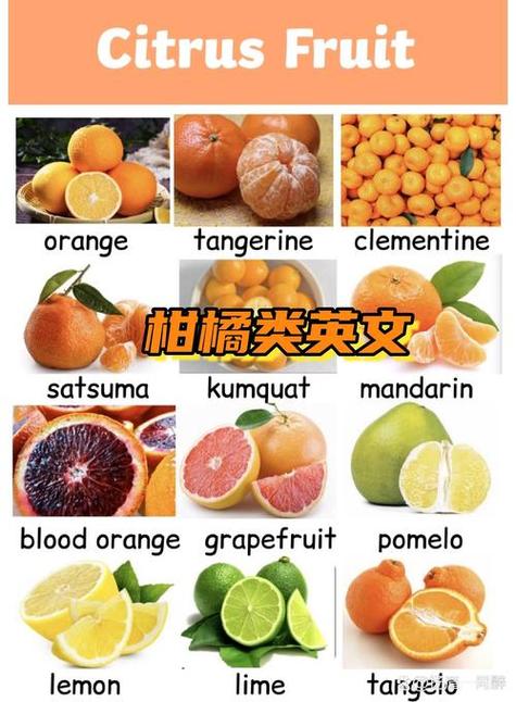 橘子平台怎么是英文的了图标