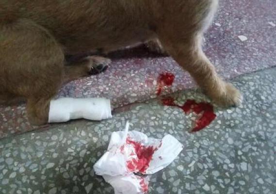 狗狗上吐下泻最快解决方法图标