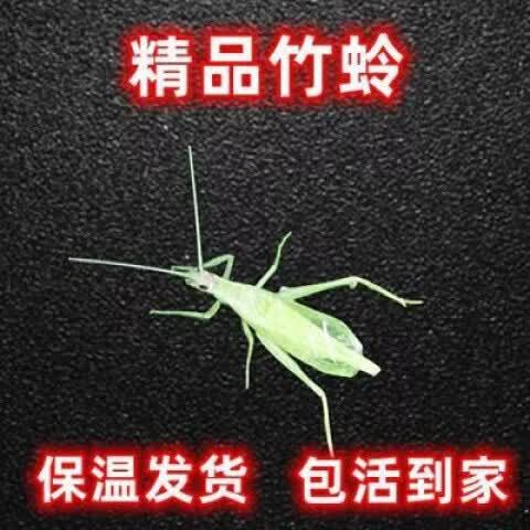 人工蛐蛐和野生哪个厉害图标
