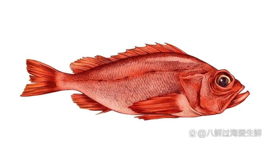 红鱼象征着什么图标