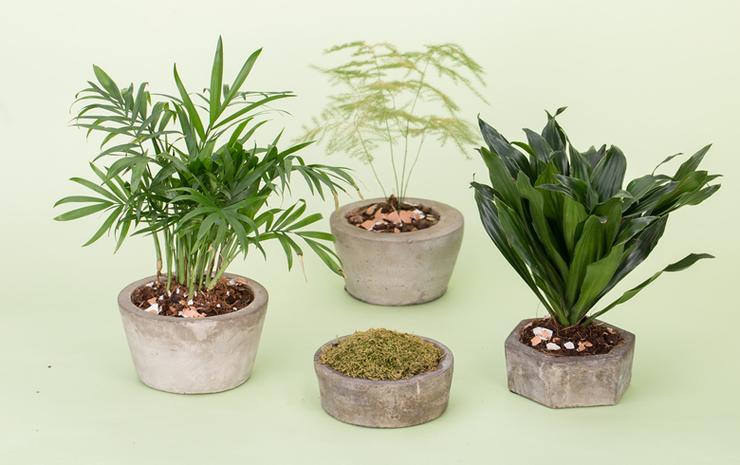 生肖鼠适合养什么植物图标