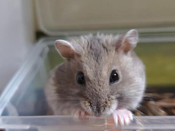 仓鼠球球截图