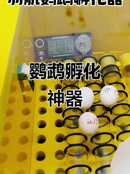 鹦鹉下了蛋该怎么办