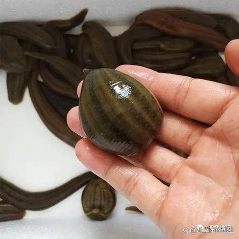 水蛭养殖赚钱吗图标