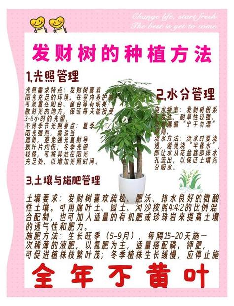 发财树如何养护图标