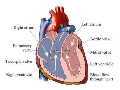 心脏英文cardio图标