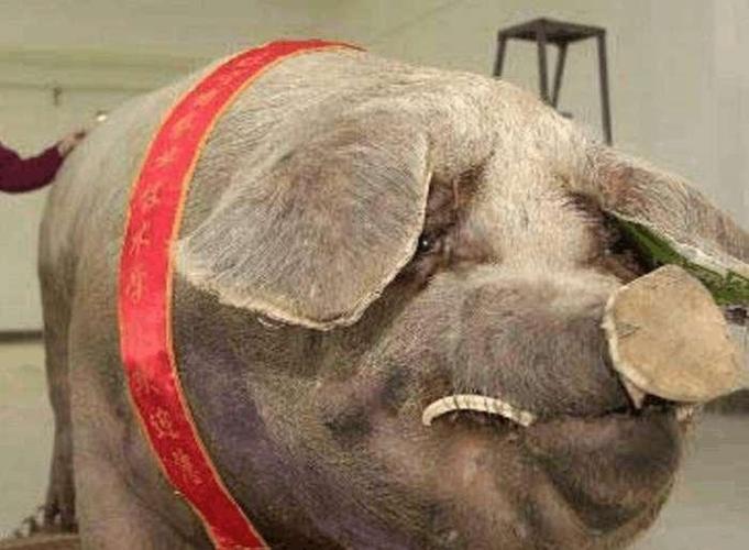 全球猪王第一名图标