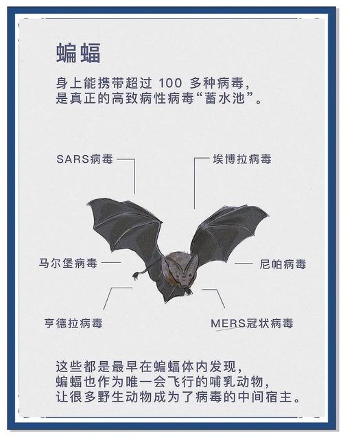 蝙蝠病毒会通过空气传播吗图标