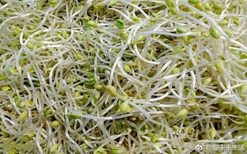 广东省最新毒豆芽消息截图