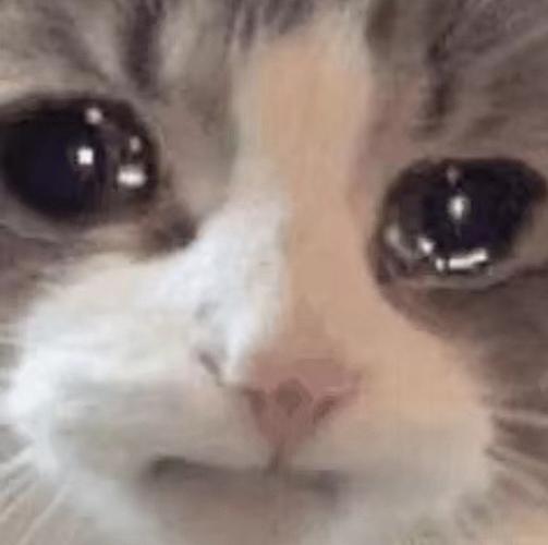眼泪汪汪的猫表情包图标
