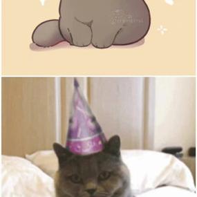 二次元猫的名字
