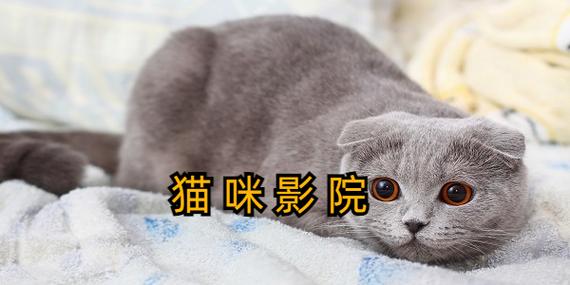 2猫影院手机版图标