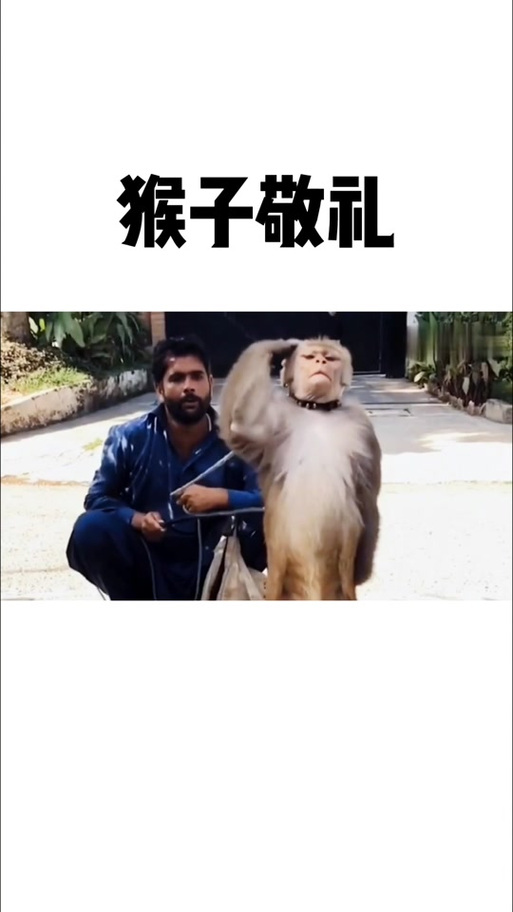 猴子敬礼表情包图标