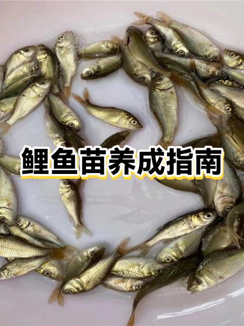 鲤鱼看看赚钱一天可以赚多少