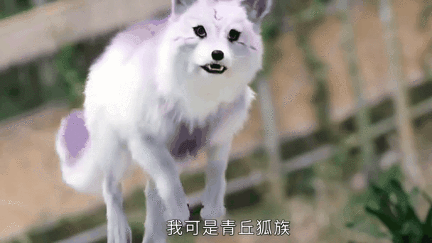 小狐狸视频邀请码图标