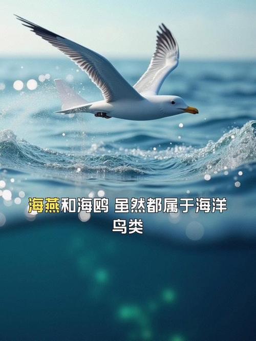 鸥鸟和海鸥的区别图标