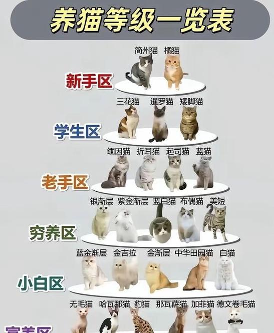 猫分类的七个等级图标