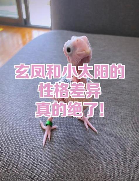 怎么让玄凤鹦鹉繁殖图标