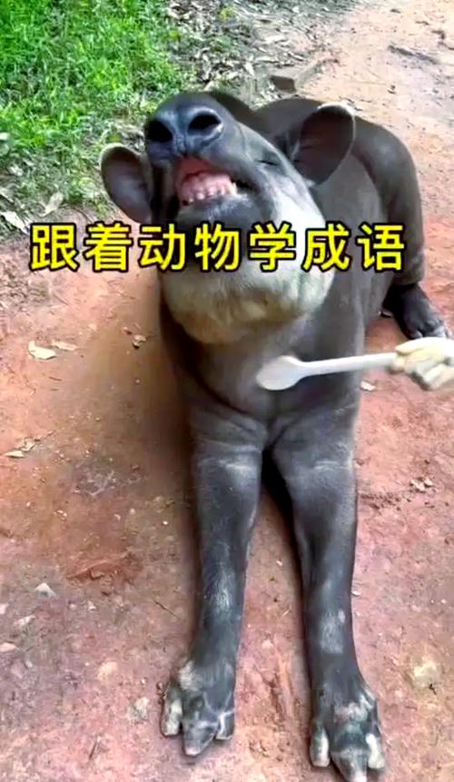 100个动物成语图标