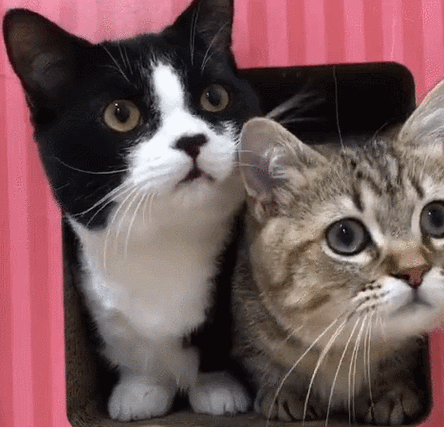 我把养了一年的猫扔了截图