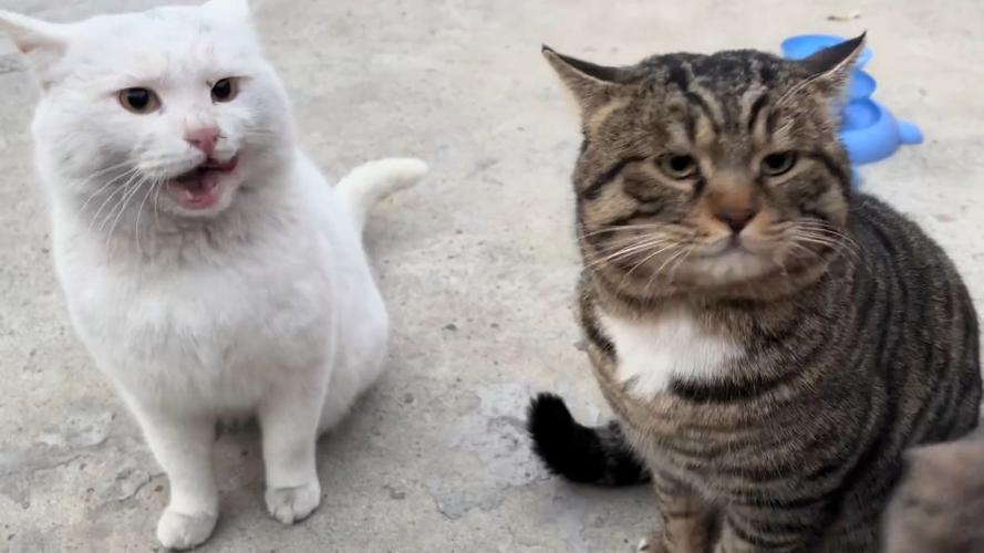 《猫的恩怨》国语版免费观看图标