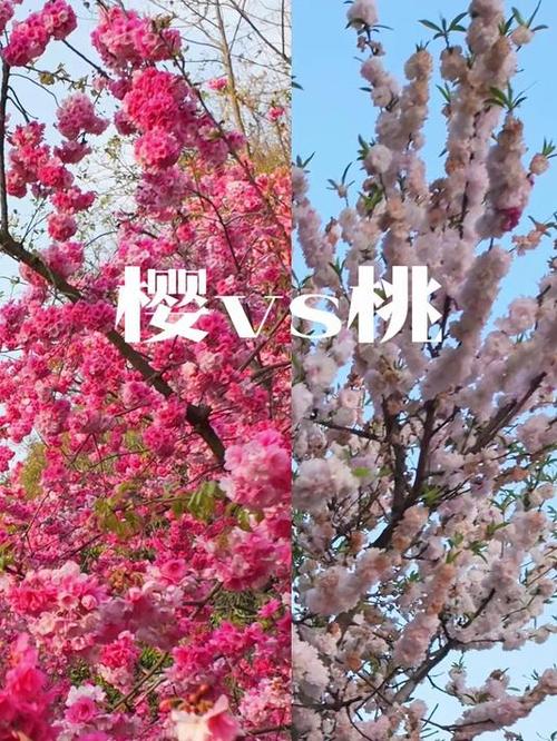 桃花 樱花图标
