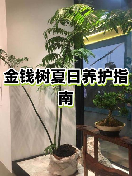 金钱树是什么树图标