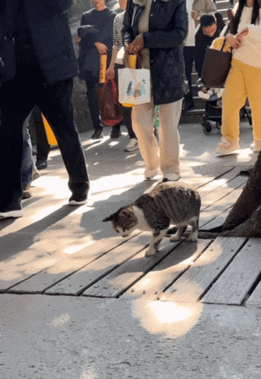 不能当着猫咪的面铲屎图标