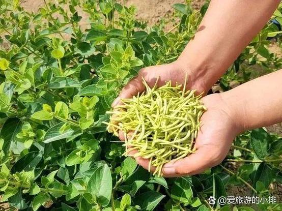 农村种植什么最赚钱缩略图