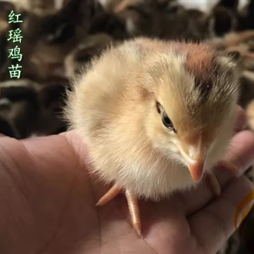 卖小鸡苗赚钱吗图标