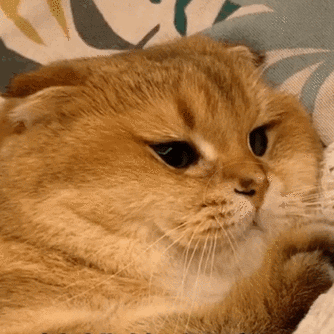 猫聊都聊些什么图标