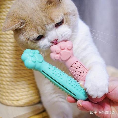 猫多久刷一次毛图标