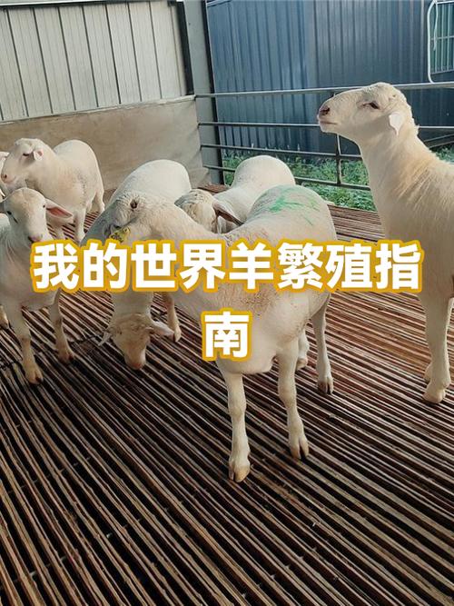 我的世界怎么繁殖羊图标